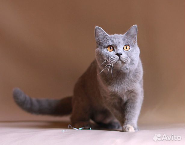 Британская голубокремовая девочка с документами