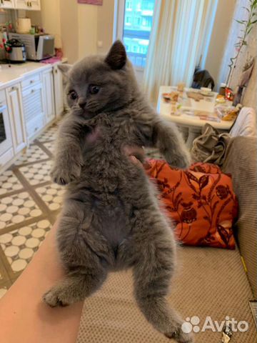 Британский котёнок