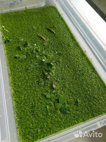 Ряска (обмен), рыбки