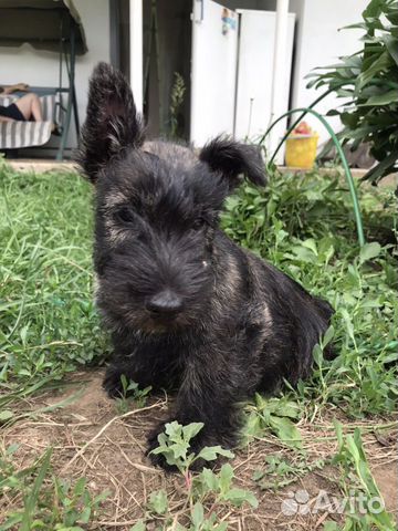 Щенок шотландского терьера