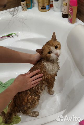 Рыжий котик ищет дом после смерти хозяйки