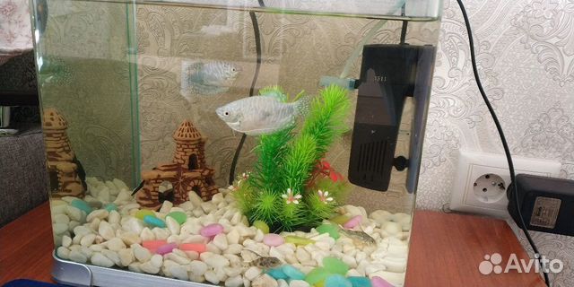 Аквариум, рыбки