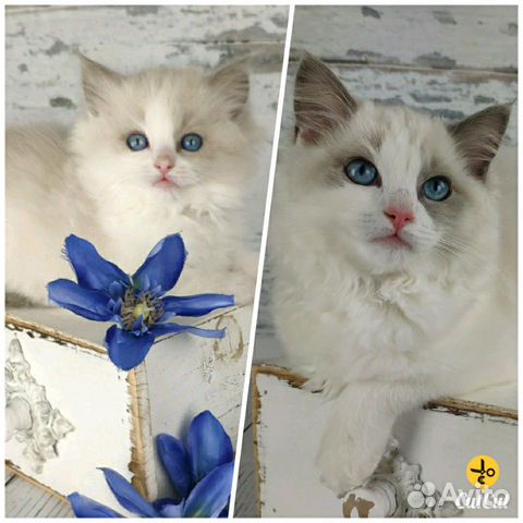 Дейенерис рэгдолл, 3,5 месяца дев