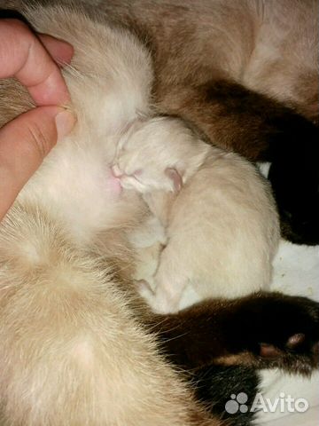 Нужна кормящая кошка