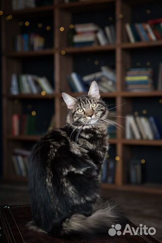 Роскошная кошечка мейн-кун