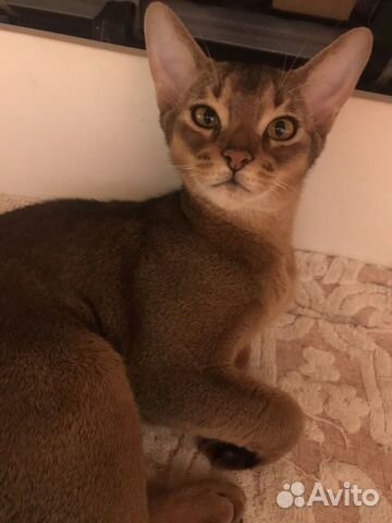 Абиссинский кот