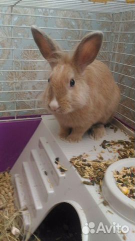 Декоративный кролик с большой клеткой