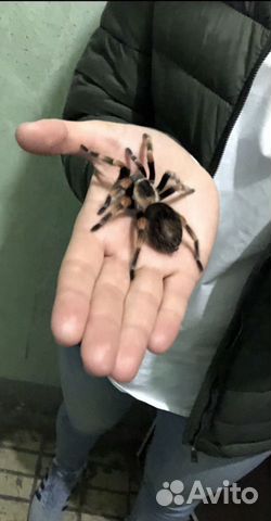 Паук петицией самка