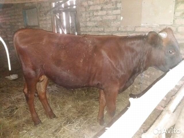 Бык,Корова,Телка