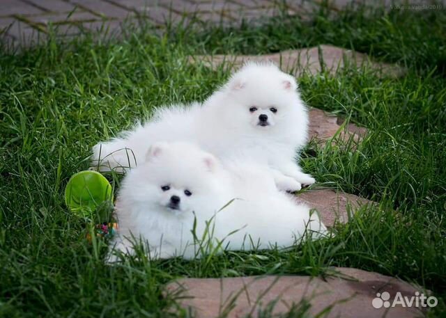 Предлагаются щенки померанского шпи
