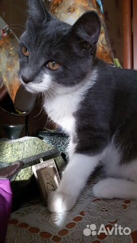 Красивая девочка ищет дом