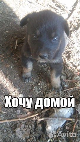 Щенок в добрые руки