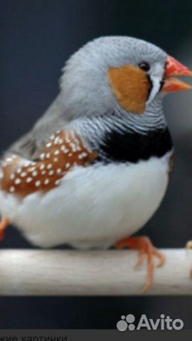 Амадин птенец самец