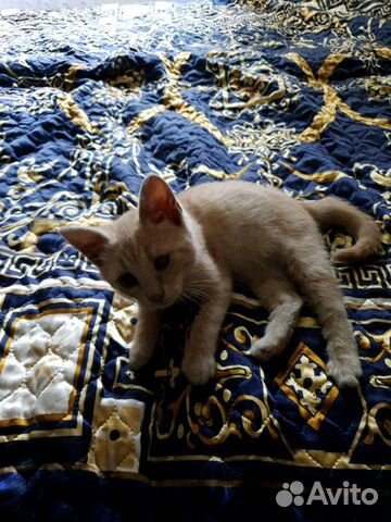 Котенок в добрые руки