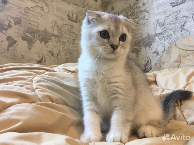 Котик