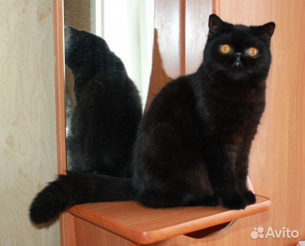 Кошечки за символическую плату
