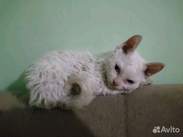 Селкирк-рекс оригинал мальчик