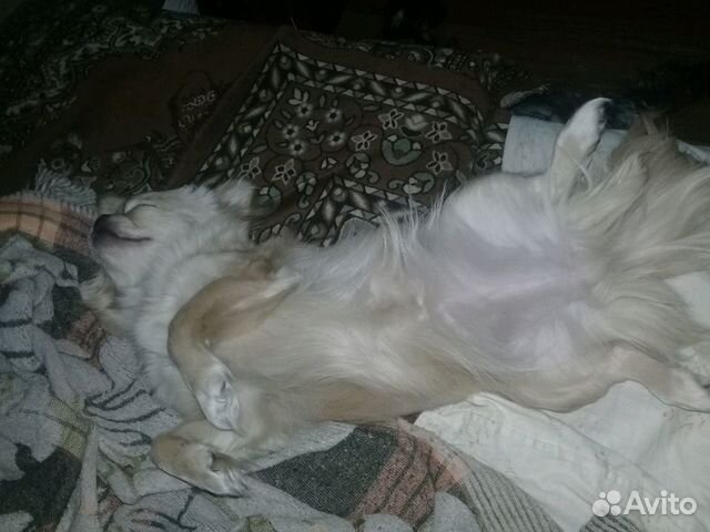 Девочка чихуашка ищет парня для вязки