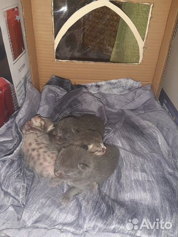 Котята Египетской Мау