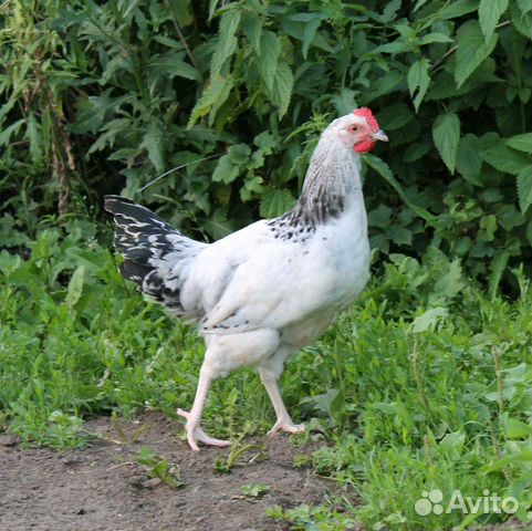 Продаются серебристые петухи