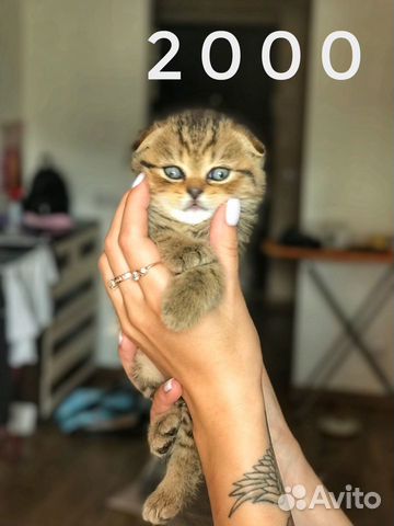 Продам шотландцев