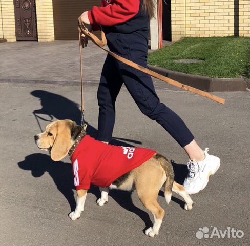 Бигль