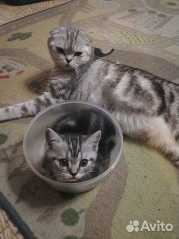 Шотладские котята