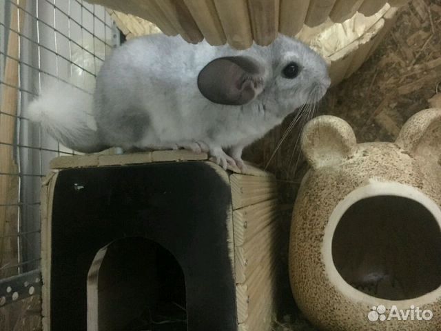 Шиншиллы семья мама папа и 2 малыша с витриной и д