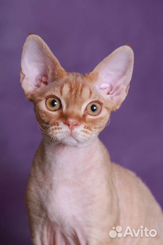 Котёнок девон-рекс