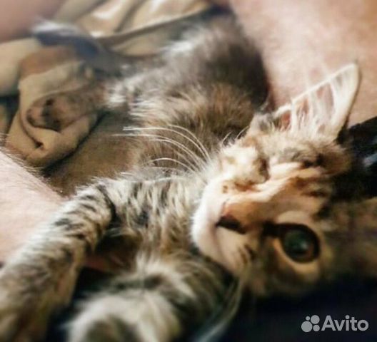 Самая красивый котёнок