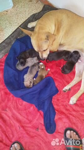 Питбуль щенок