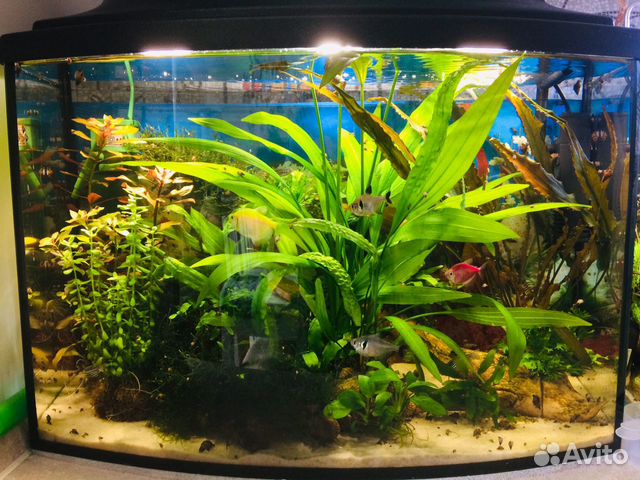 Растения, рыбки, креветки в аквариум