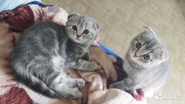 Шотландские вислоухие котята с документами