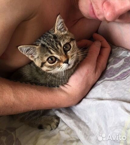 Отдам котёнка британца