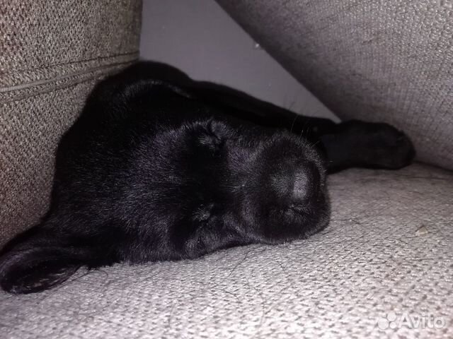 Щенок лабрадора