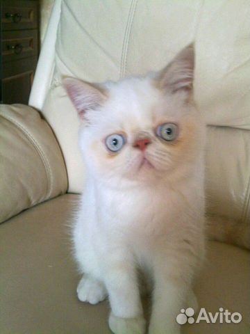 Экзотическое чудо