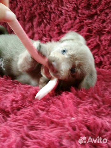 Щенок дворянской породы