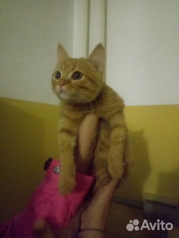 Отдаю котят и кошку бесплатно