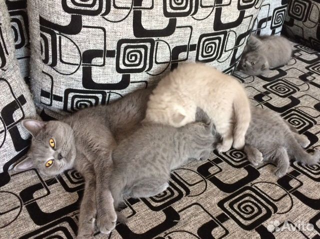 Котята