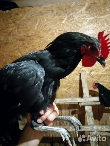 Цыплята Синь Синь Дянь