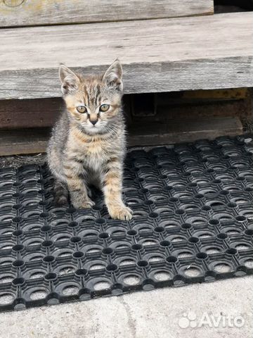 Котенок в добрые руки