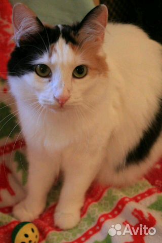 Кошка Глаша