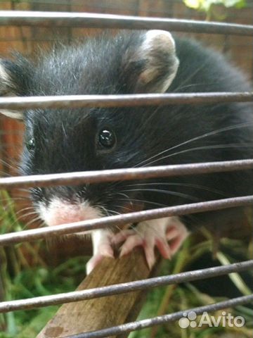 Хомяки Карбыш