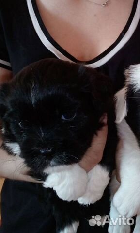 Щенок-мальчик игривый,спокойный