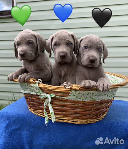 Щенки веймаранера