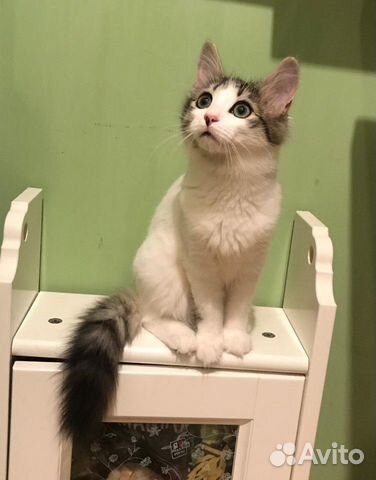 Котенок в добрые руки