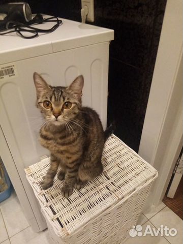 Кошечка, британка, 1 год, 2 месяца, отдам в добрые