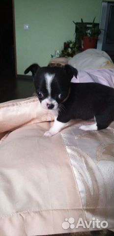 Щенок чихуахуа