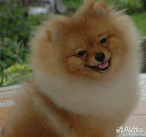 Щенок Шпица мальчик 7 мес