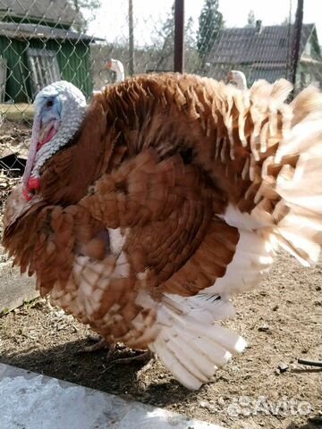 Индюки, семья